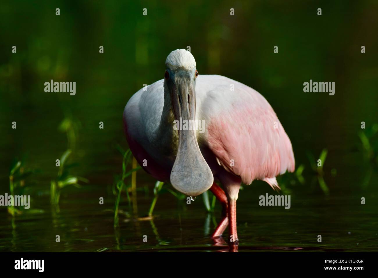 A Roseate Spoonbill (Platalea ajaja), facing front, in shallow water ...