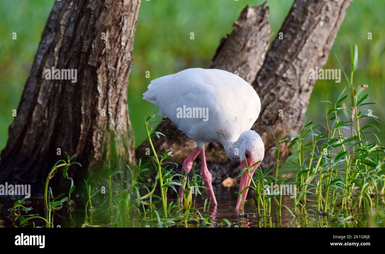 An American White Ibis (Eudocimus albus)looking for food in some water ...