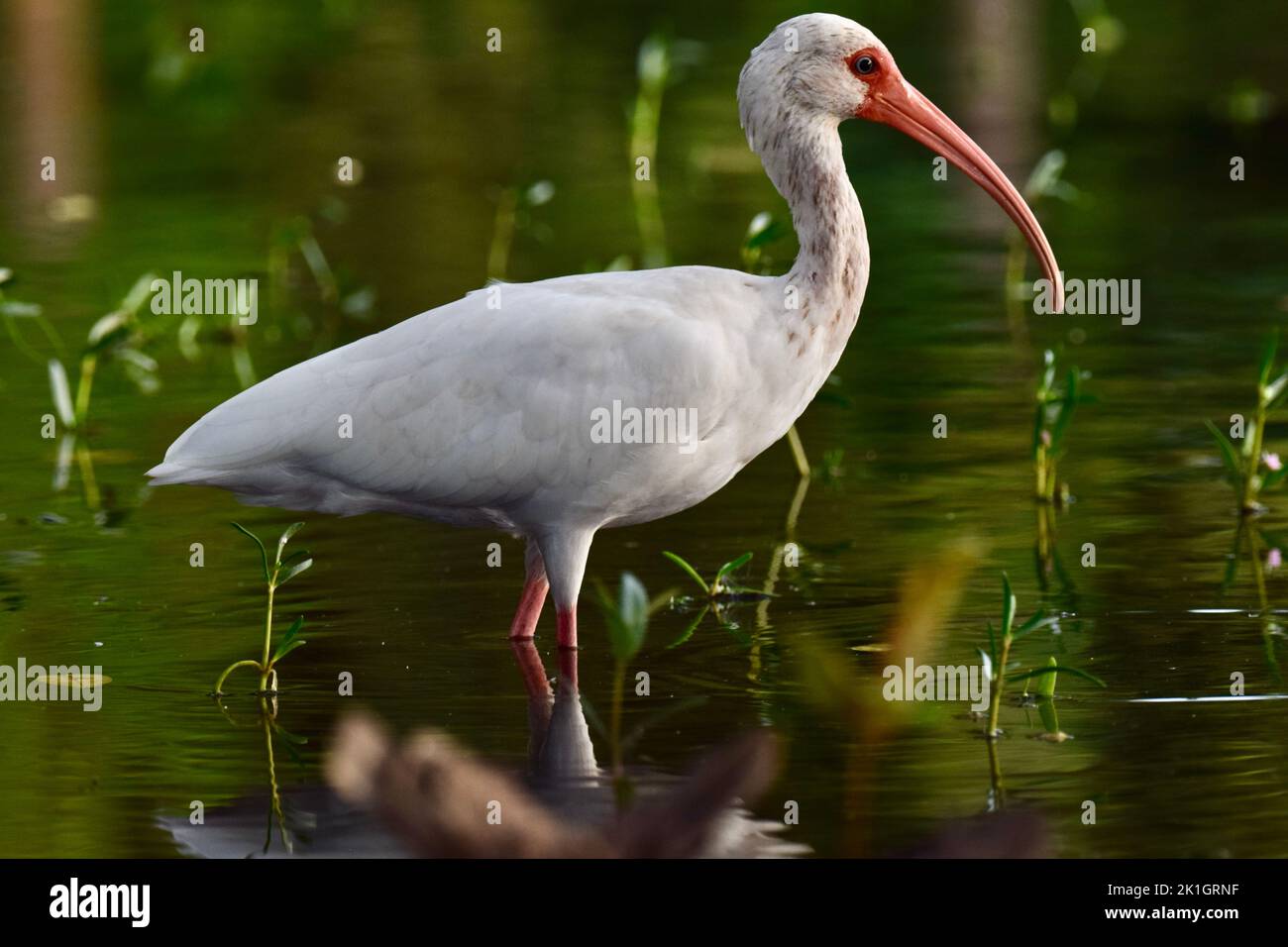 An American White Ibis (Eudocimus albus), in profile, wading in a small ...