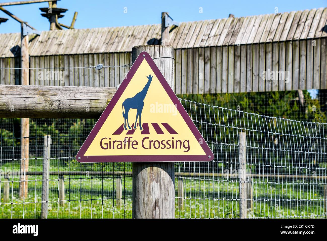 Giraffe crossing hi-res stock photography and images - Alamy