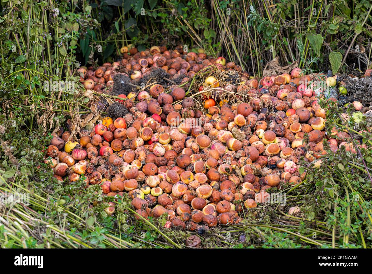 a pile of rotten apples lies on the ground. rotten apple Stock Photo ...