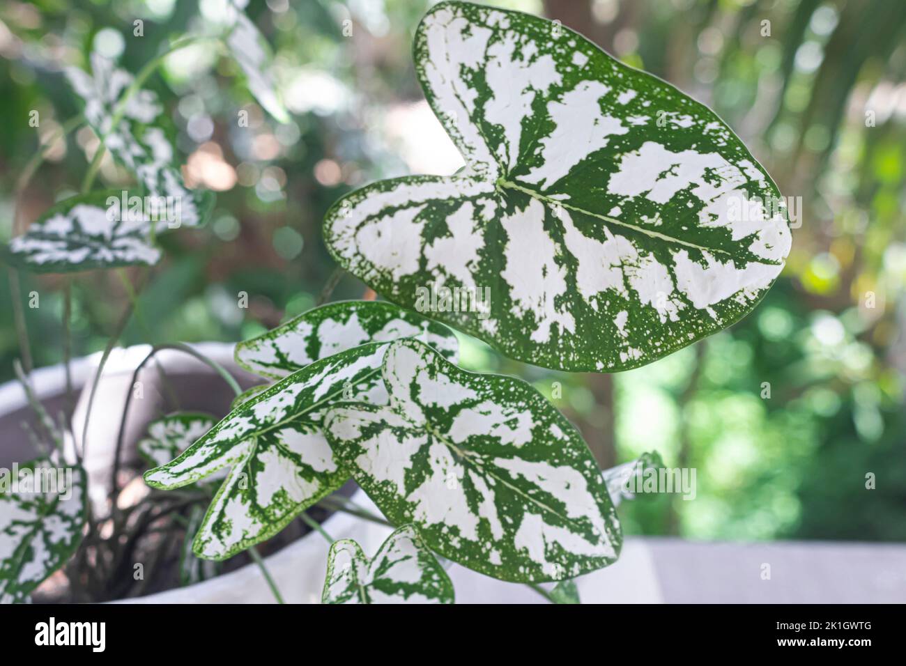 Caladium humboldtii mini white hi-res stock photography and images - Alamy