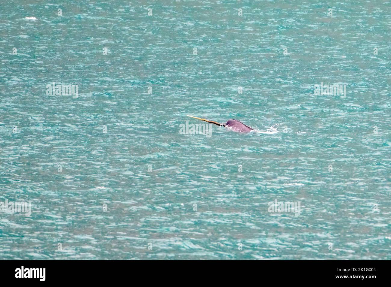 Profile portrait of a male narwhal with tusk or tooth swimming in ...