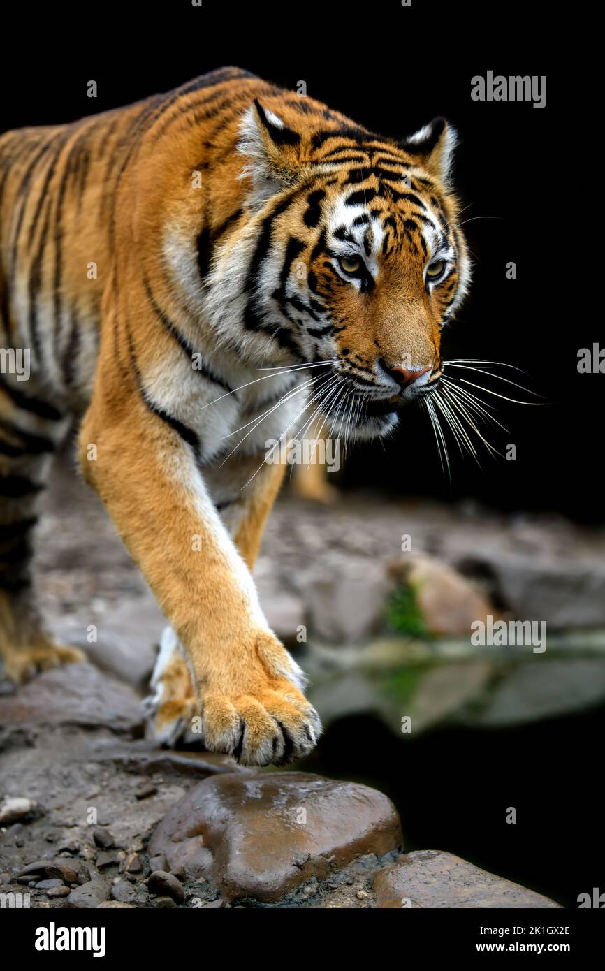 Close up beautiful angry big tiger isolated on black background Stock ...