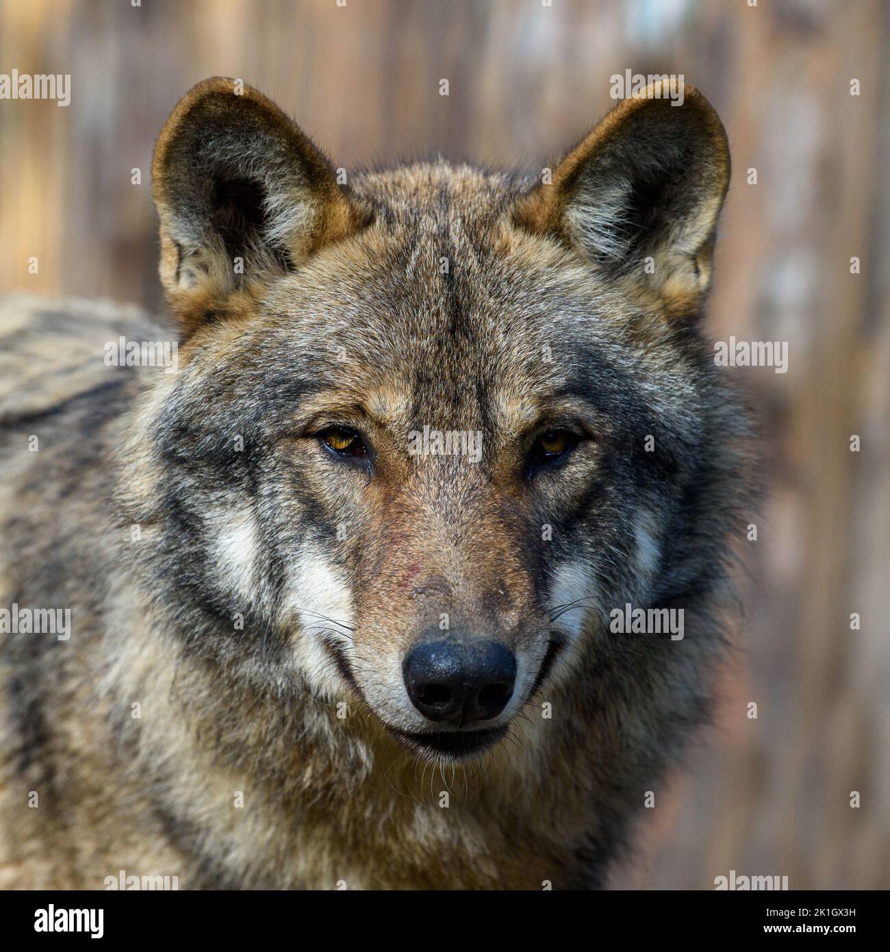 Close wolf portrait in forest. Wildlife scene from nature. Wild animal ...