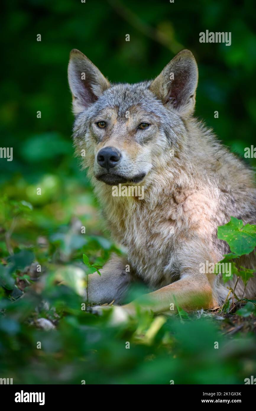 Close wolf portrait in forest. Wildlife scene from nature. Wild animal ...