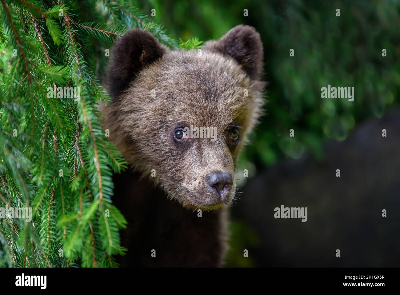Young brown bear cub in the forest with pine branch. Wild animal in the ...
