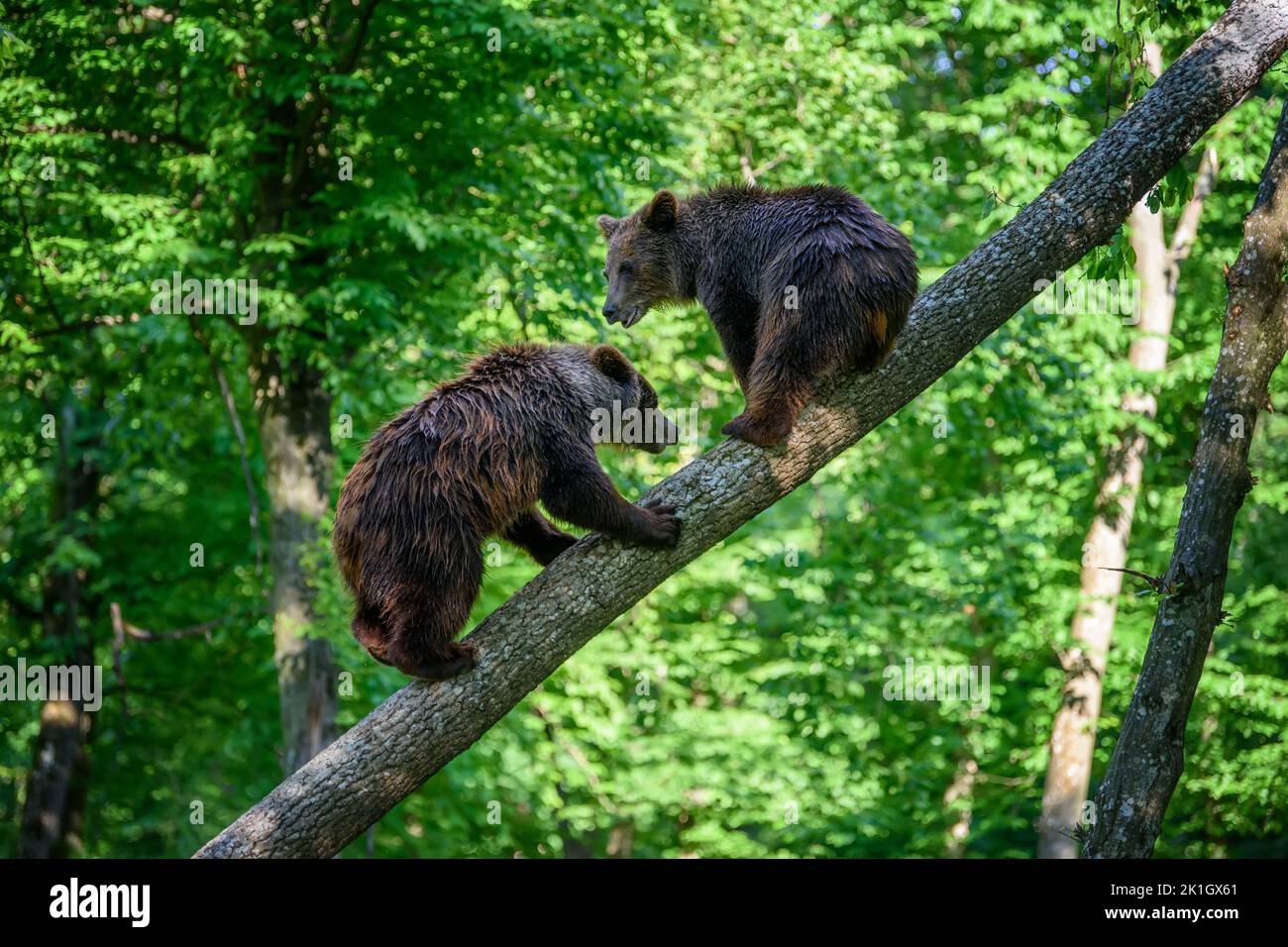 Wild Brown Bear (Ursus Arctos) on tree in the forest. Animal in natural ...