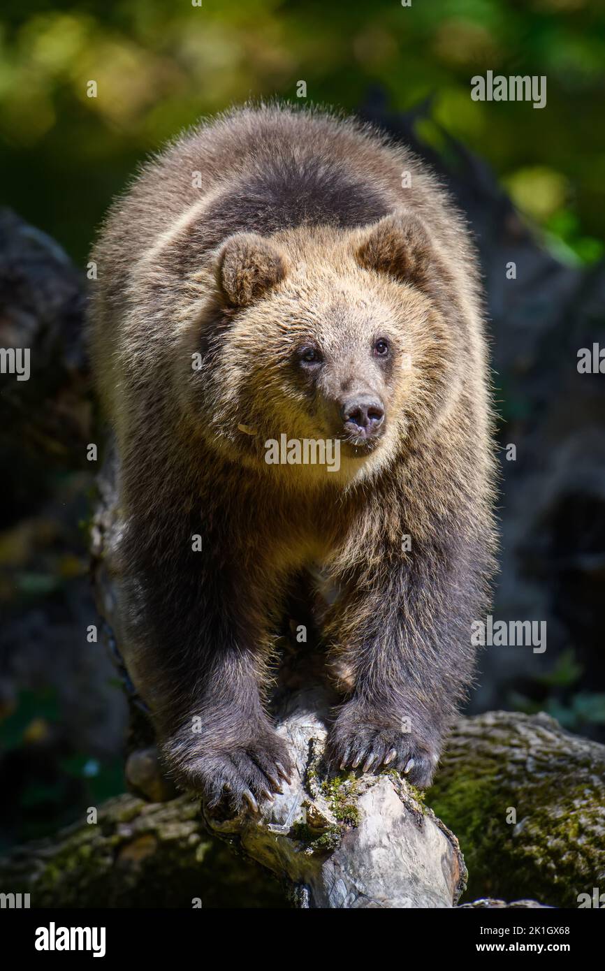 Wild Brown Bear (Ursus Arctos) on tree in the forest. Animal in natural ...