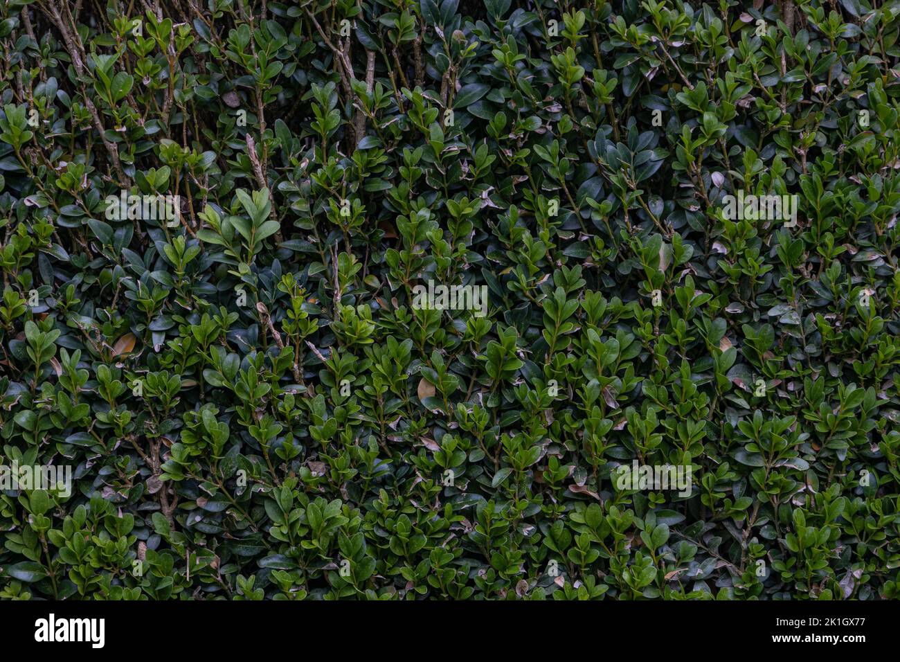 Green shrub hedge, fresh green leaves close-up for texture background ...