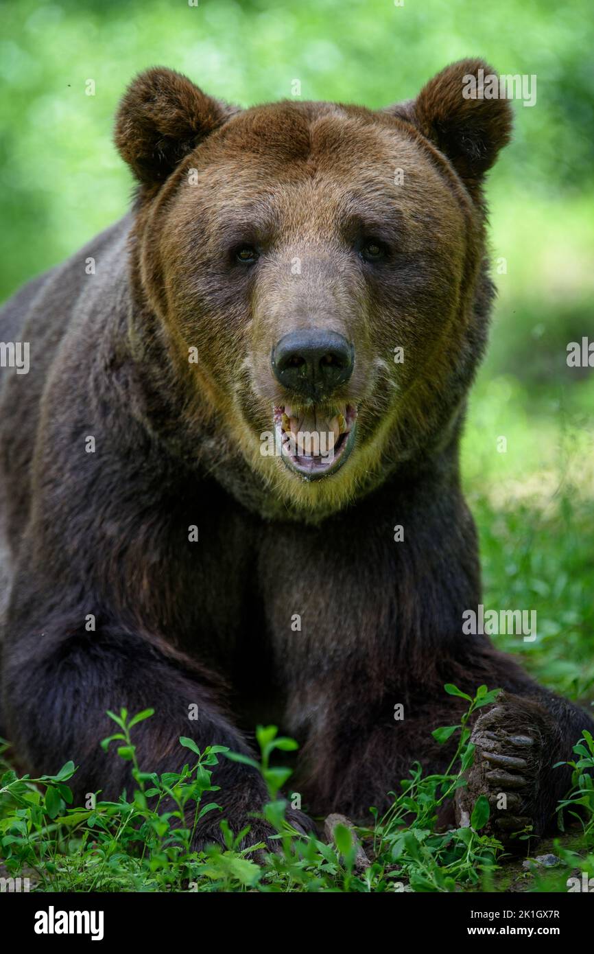 Wild Brown Bear (Ursus Arctos) in the forest. Animal in natural habitat. Wildlife scene Stock ...