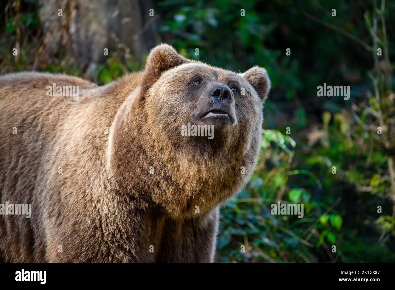 Wild Brown Bear (Ursus Arctos) in the forest. Animal in natural habitat. Wildlife scene Stock ...