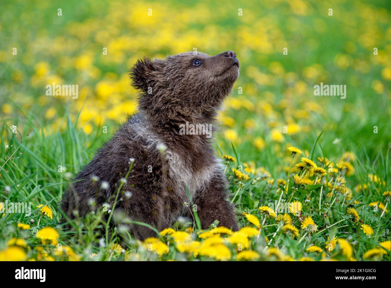 Close young brown bear cub in the meadow with yellow flowers. Wild ...