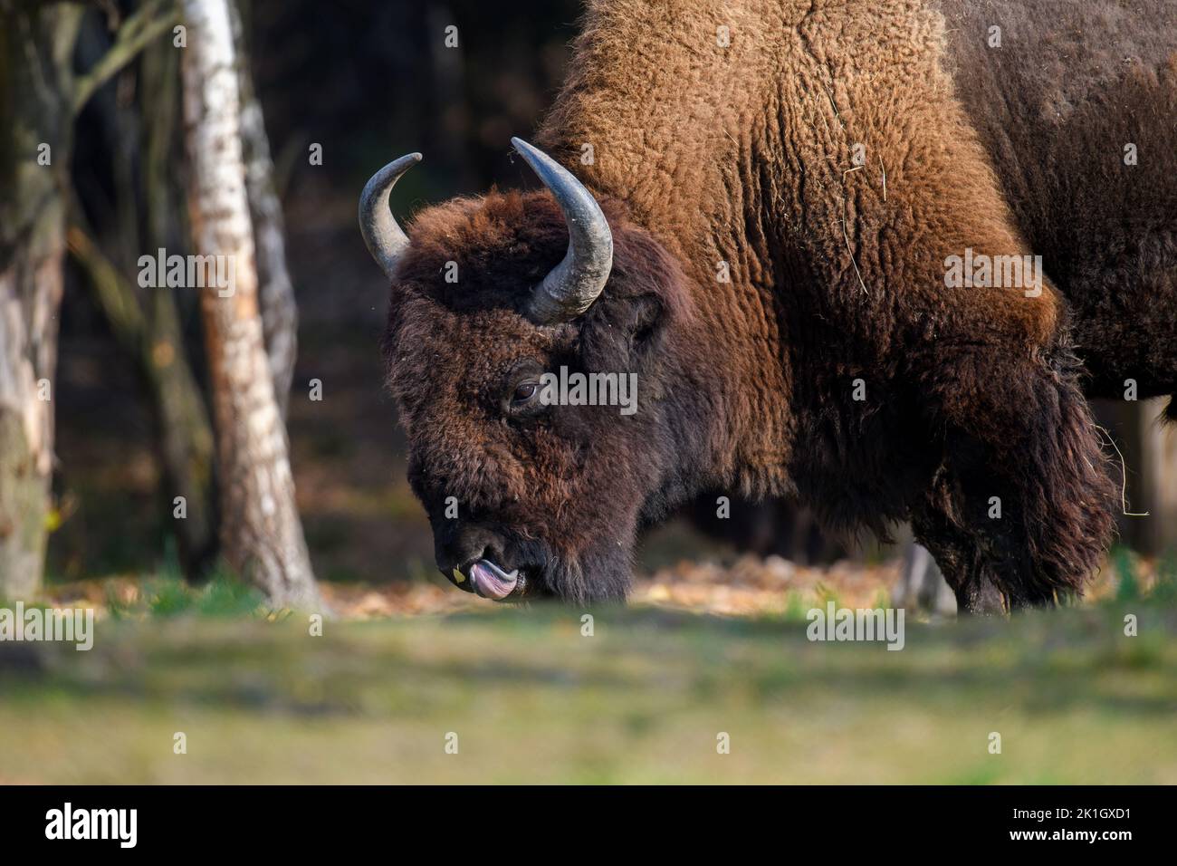 Wild adult Bison in the autumn forest. Wildlife scene from nature. Wild ...