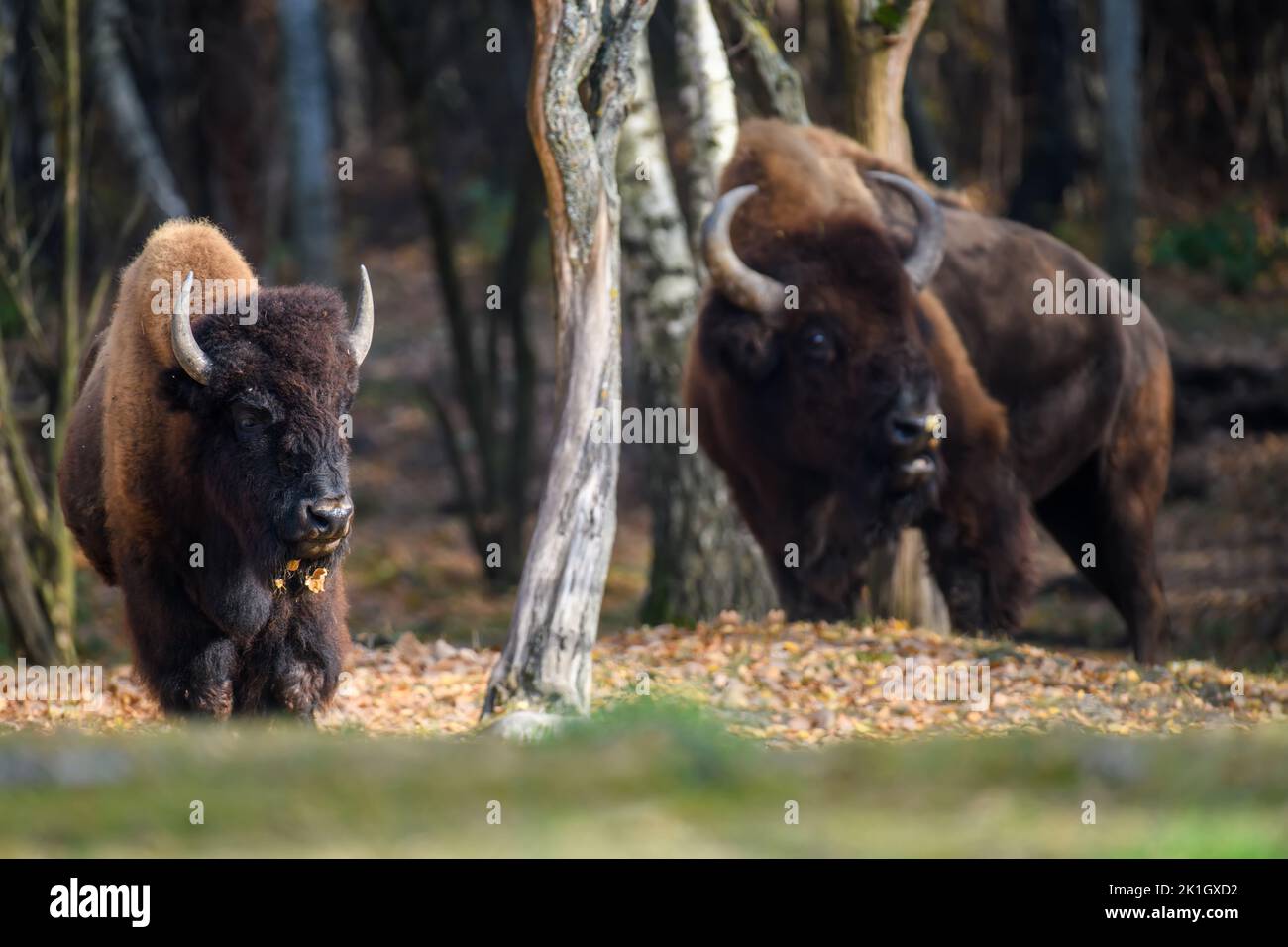 Wild adult Bison in the autumn forest. Wildlife scene from nature. Wild ...