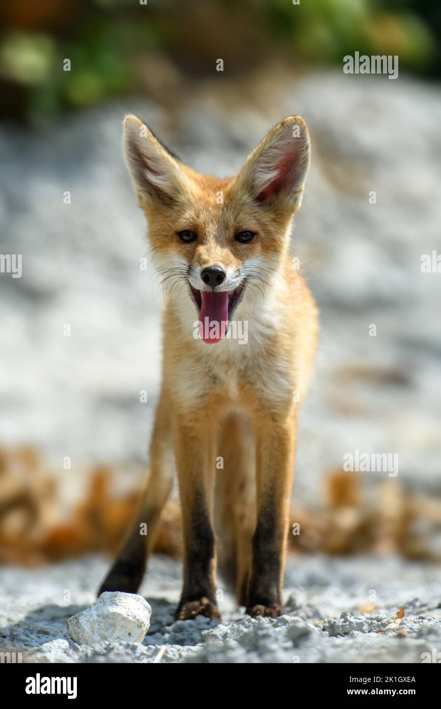 Red fox, vulpes vulpes, small young cub in forest. Cute little wild ...