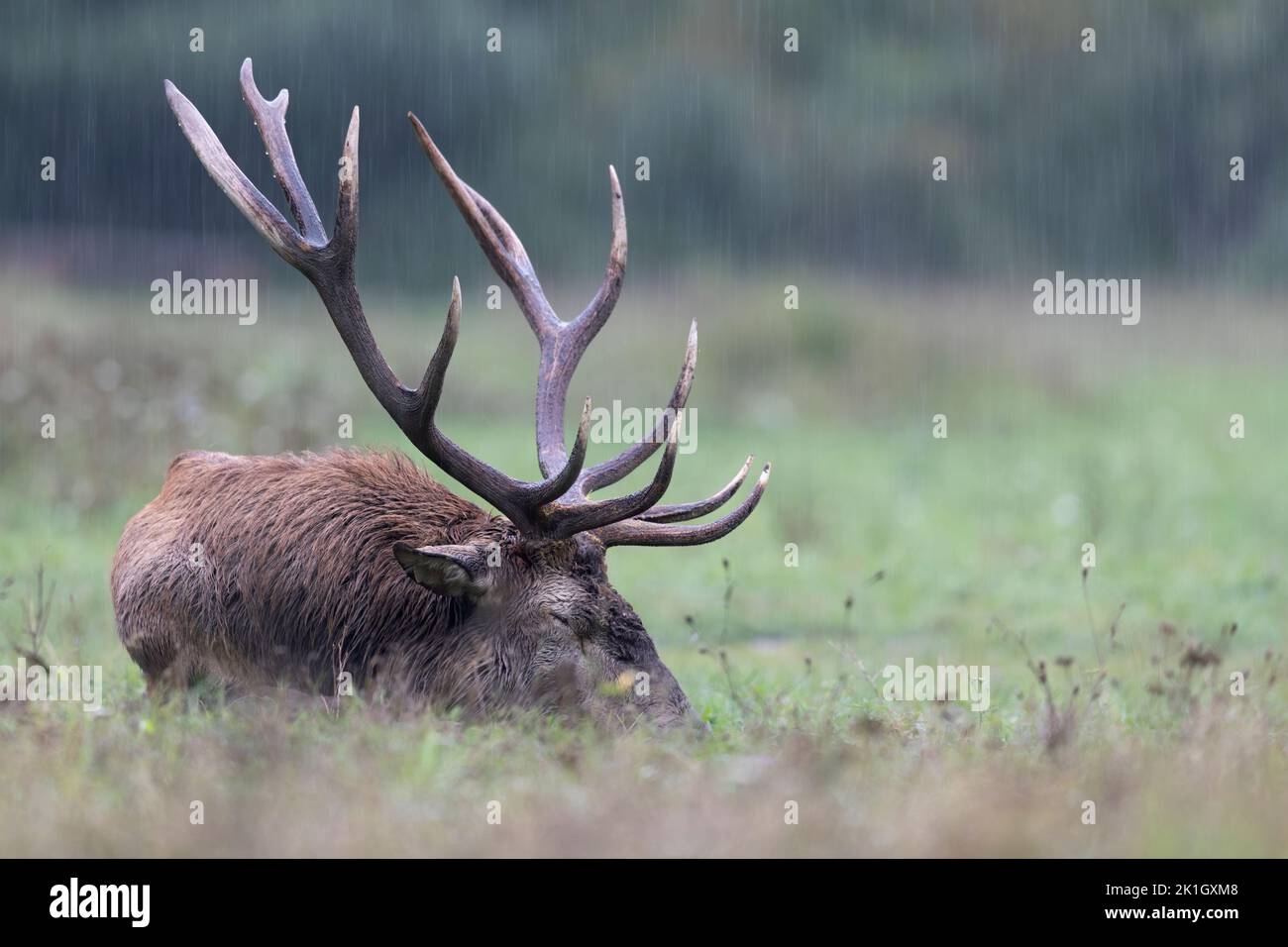 The male red deer (Cervus elaphus) stag or hart Stock Photo - Alamy