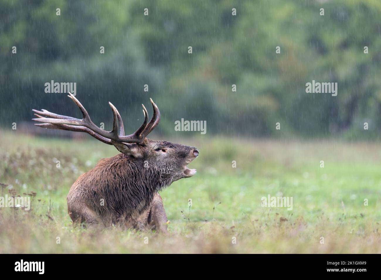 The male red deer (Cervus elaphus) stag or hart Stock Photo - Alamy