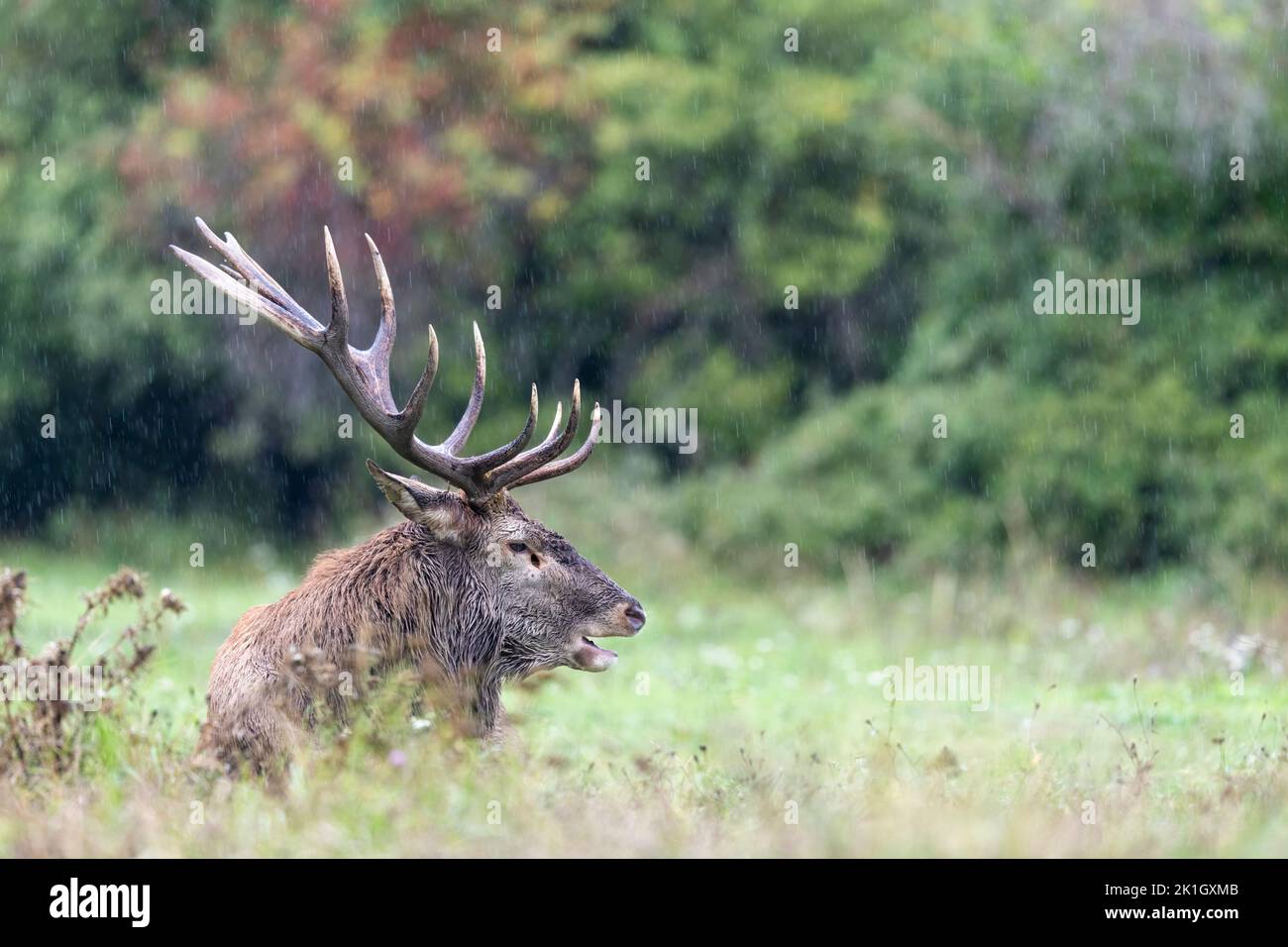 The male red deer (Cervus elaphus) stag or hart Stock Photo - Alamy
