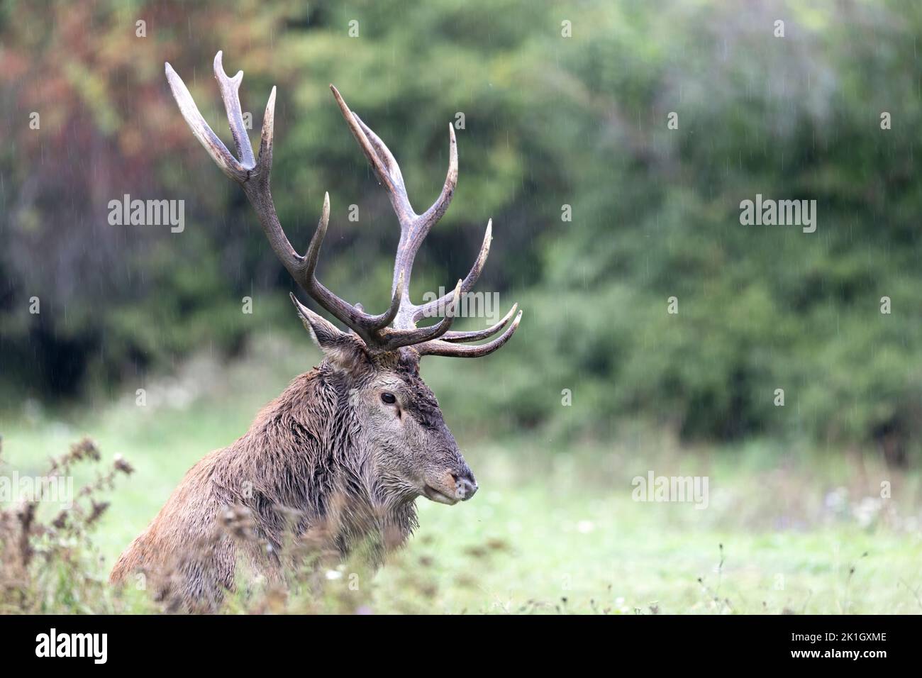 The male red deer (Cervus elaphus) stag or hart Stock Photo - Alamy