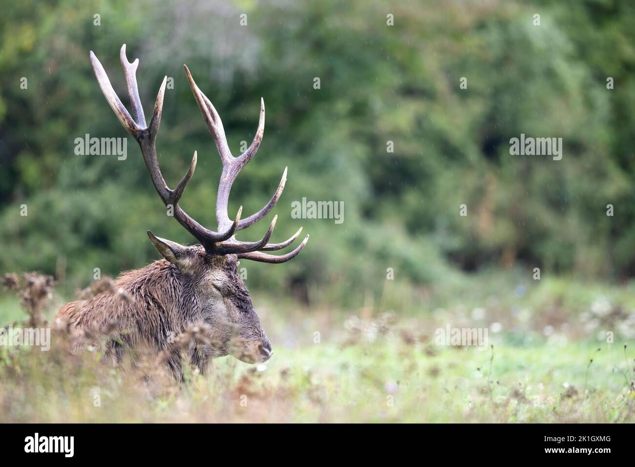 The male red deer (Cervus elaphus) stag or hart Stock Photo - Alamy