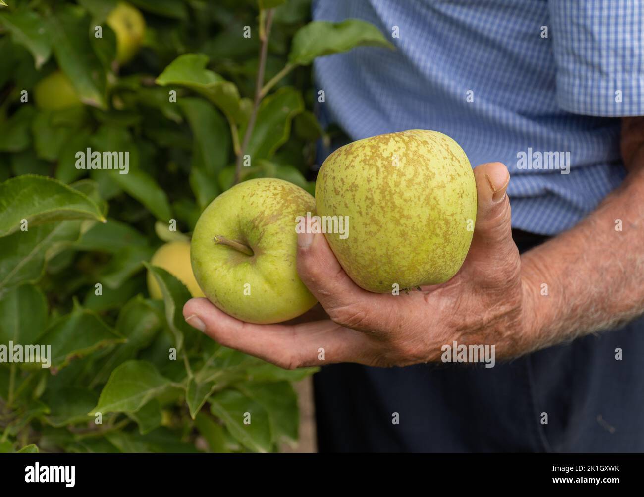 an older farmer shows two apples from his crop Stock Photo - Alamy