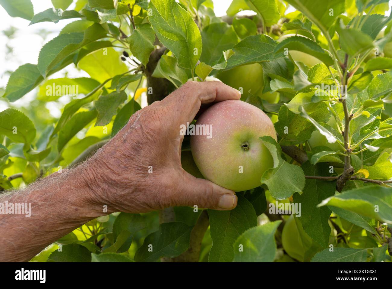 Senior picking fruits from tree hi-res stock photography and images - Alamy