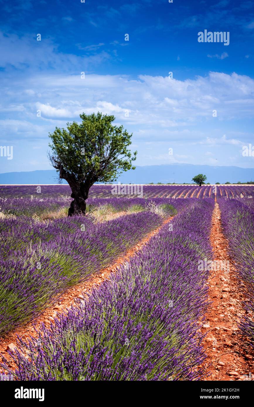 Rows of lavender and almond tree on Valensole plateau Stock Photo - Alamy