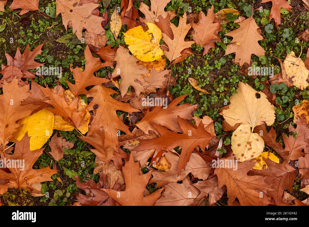 Fallen autumn leaves Stock Photo - Alamy