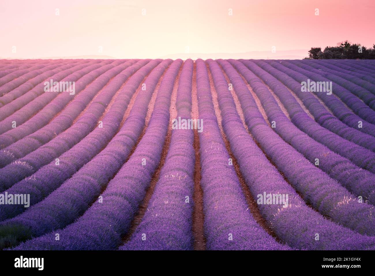 Sunset of lavender rows on Valensole plateau Stock Photo - Alamy