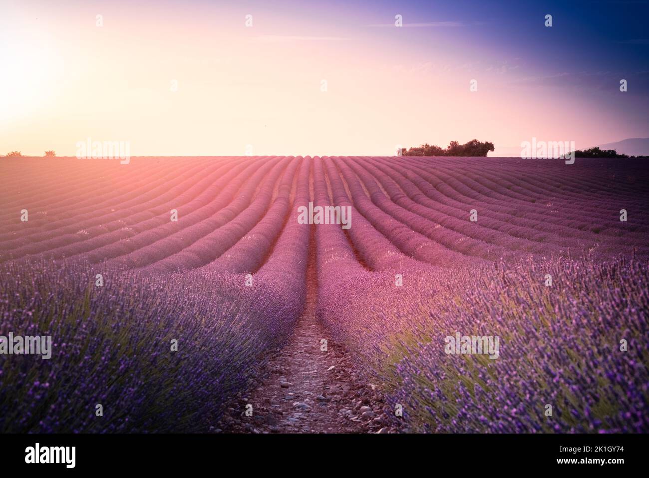 Typical sunset on Valensole plateau over a lavender field Stock Photo ...