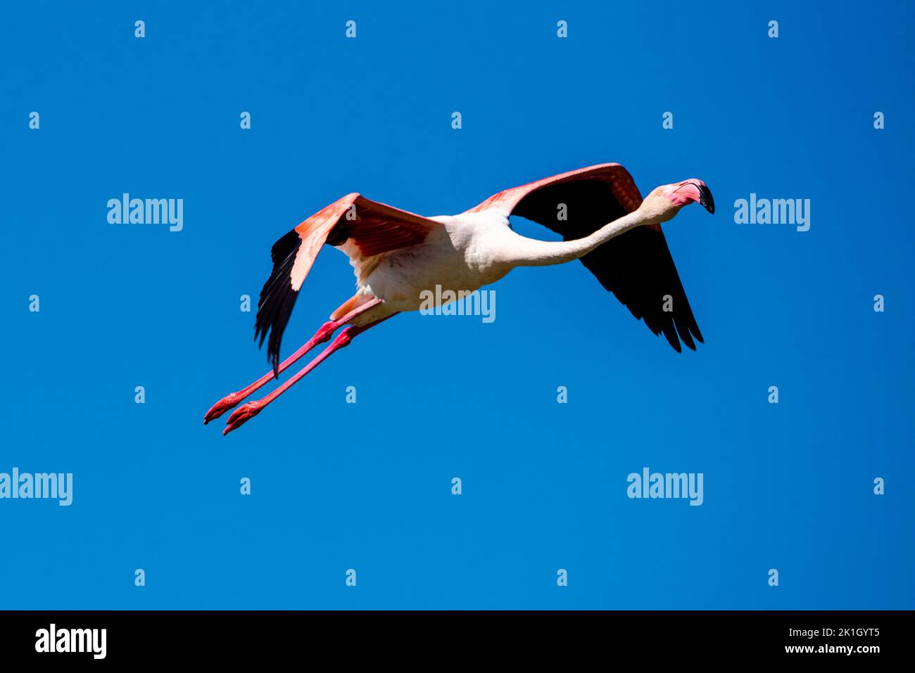 Greater Flamingo Flying