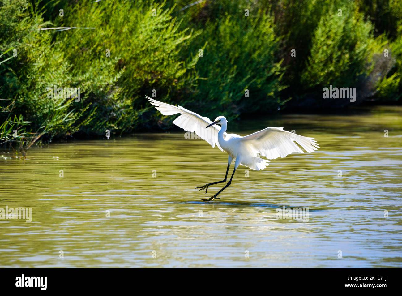 Great white egret landing at Pont de Grau bird park Stock Photo - Alamy