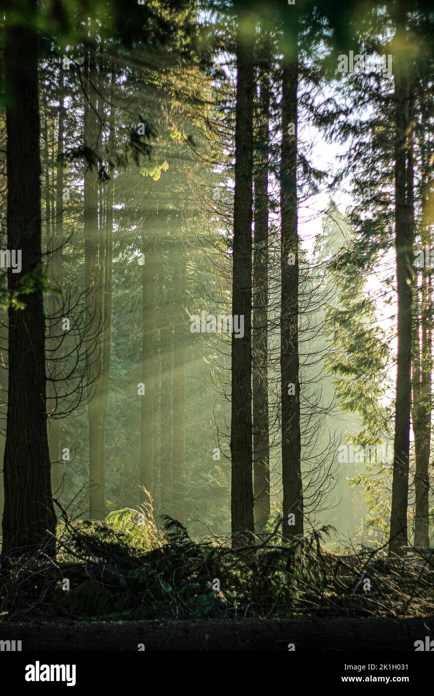 Dark forest with tall trees Stock Photo - Alamy