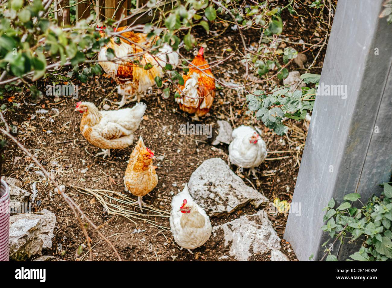 Chickens in the farm yard locked behind bars Stock Photo - Alamy