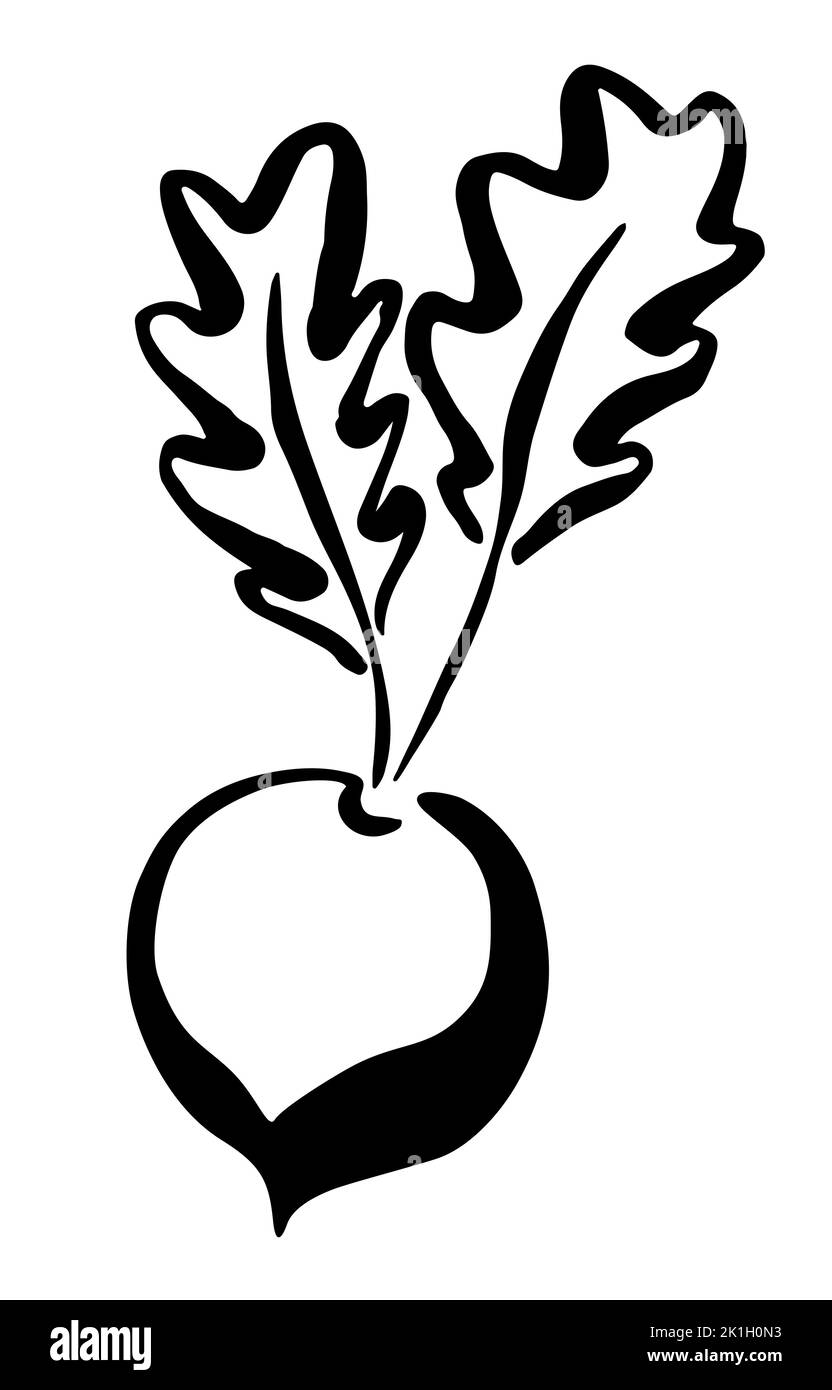 Beet drawing hand painted with ink brush isolated on white background ...