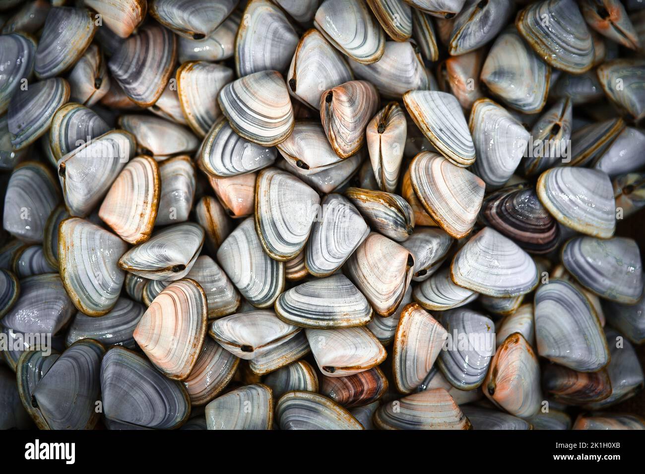 A top view of fresh Pipi shells in the fish market Stock Photo - Alamy