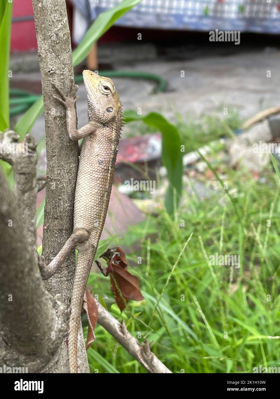 A vertical shot of the camouflaged lizard climbing the tree branch ...