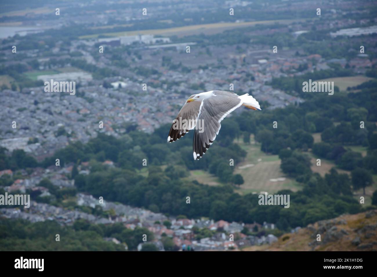 A flying seagull at the top of Arthur's seat in Edinburgh Stock Photo ...
