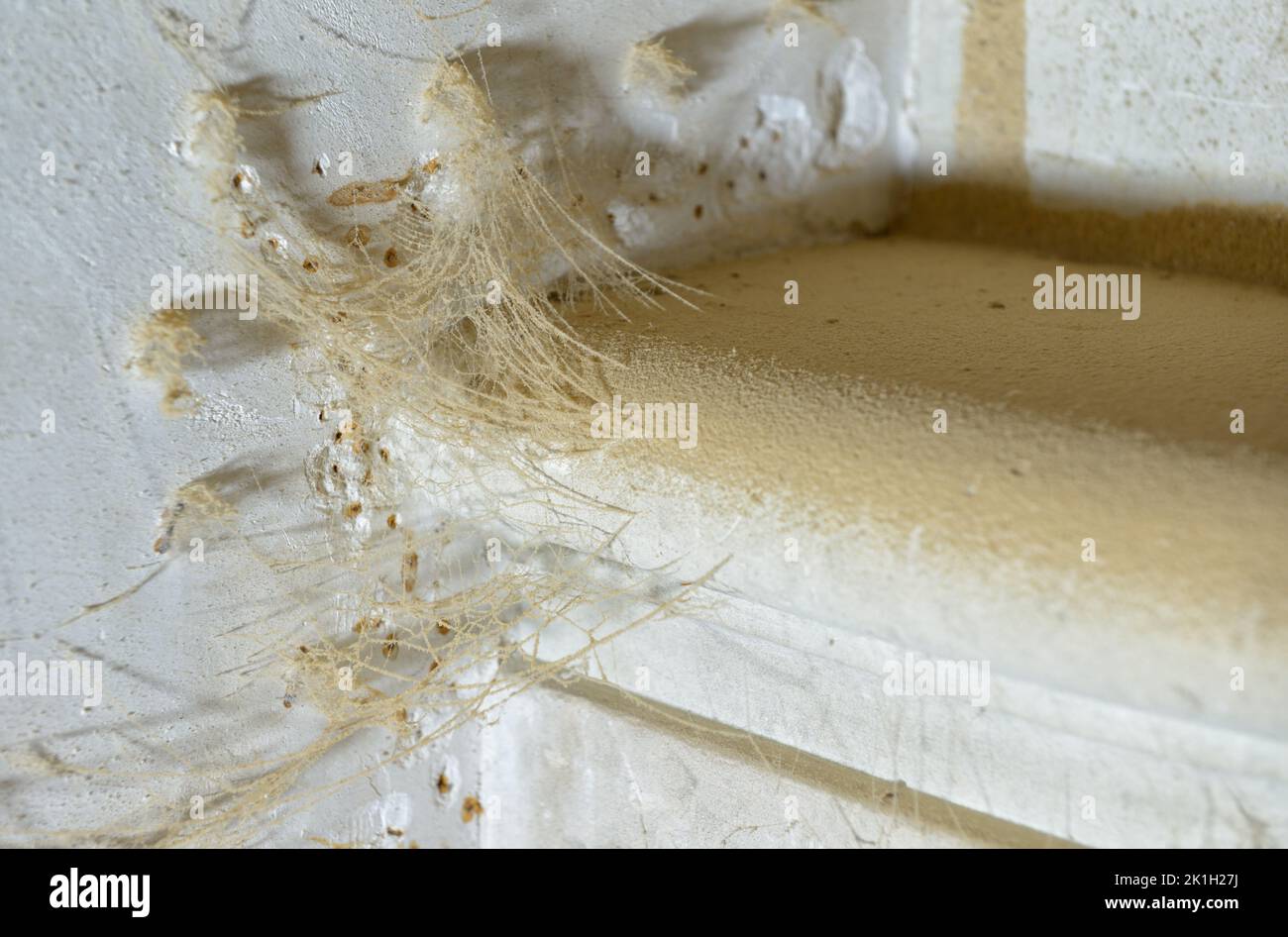 Details of dusty spiderwebs inside old house Stock Photo - Alamy