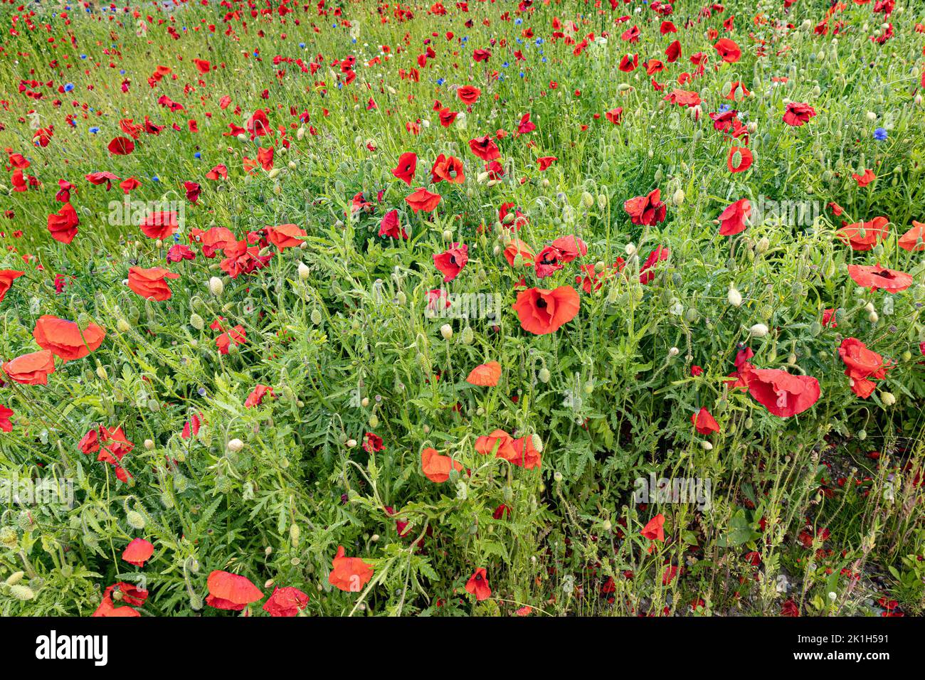 Poppy field poppies scotland hi-res stock photography and images - Alamy
