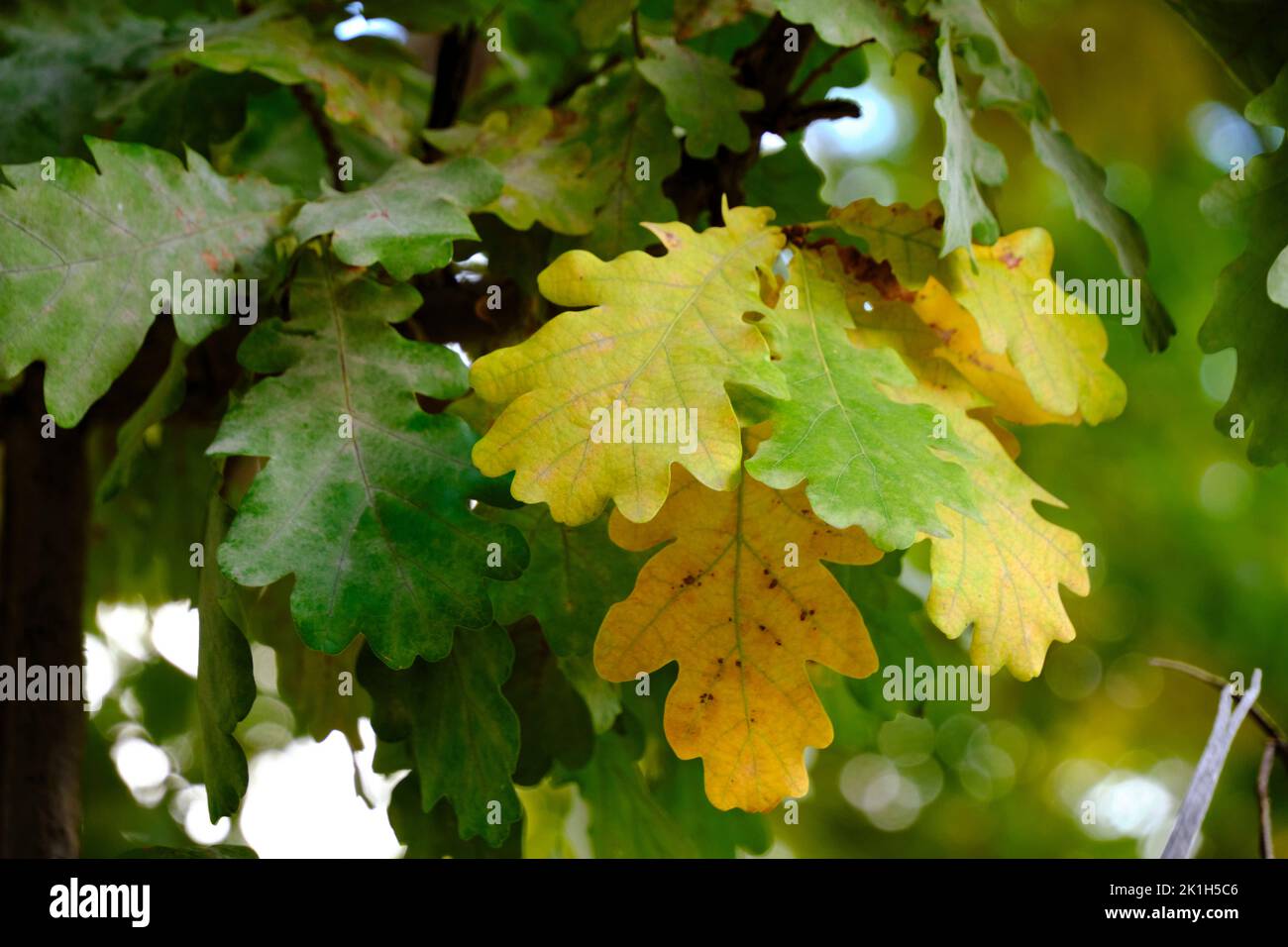 Green and beginning to turn yellow oak foliage Stock Photo - Alamy