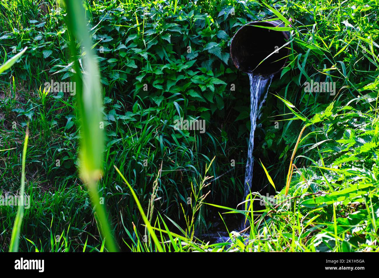 Natural spring flows from pipe through thicket nettles Stock Photo - Alamy