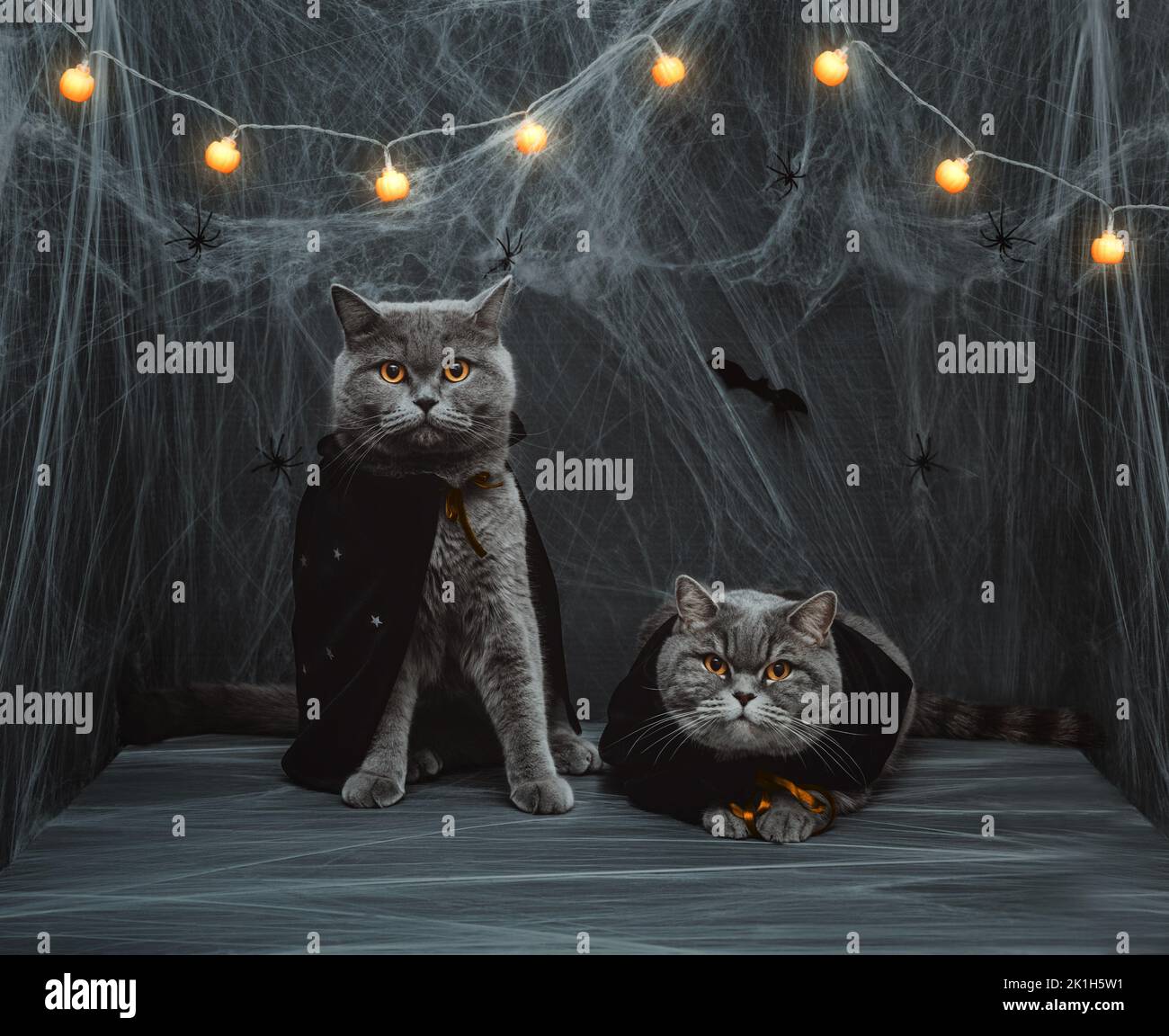 Two cats in mantles on a dark background with glowing garlands and ...