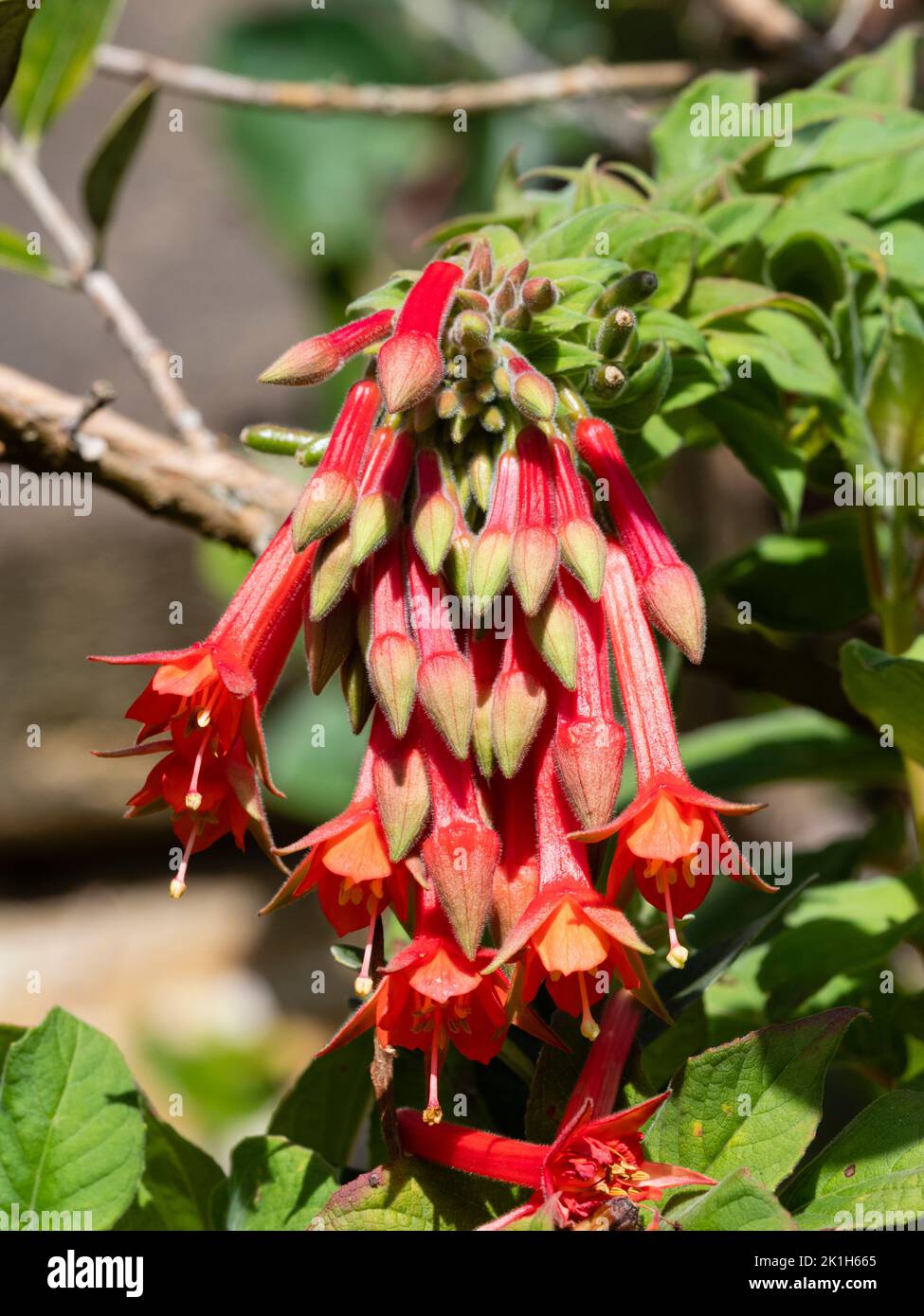 Green tipped red tubular flowers of the half-hardy species fuchsia ...