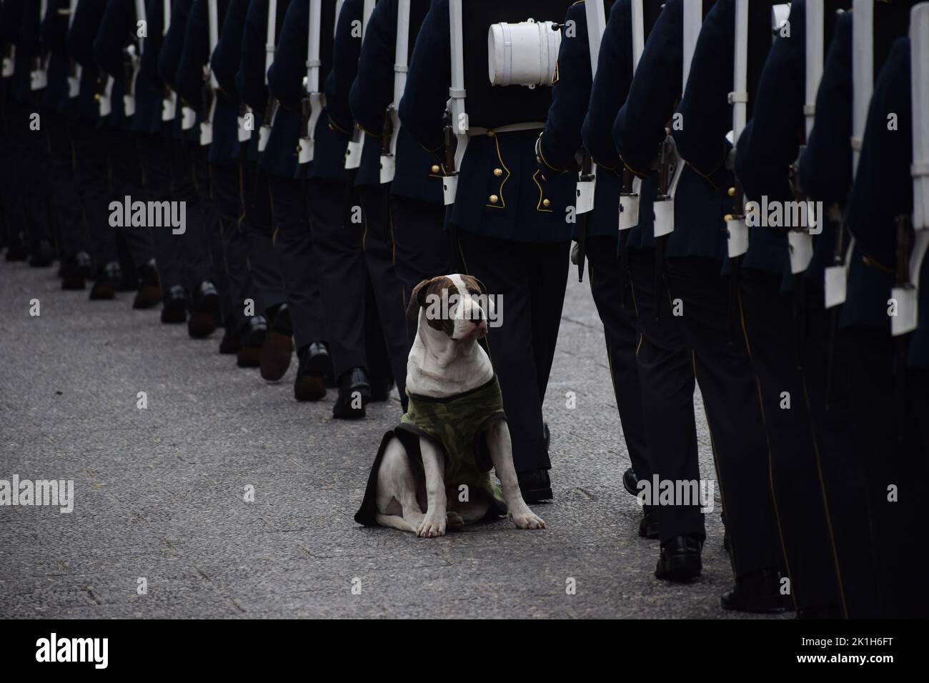 Stray dog santiago hi-res stock photography and images - Alamy