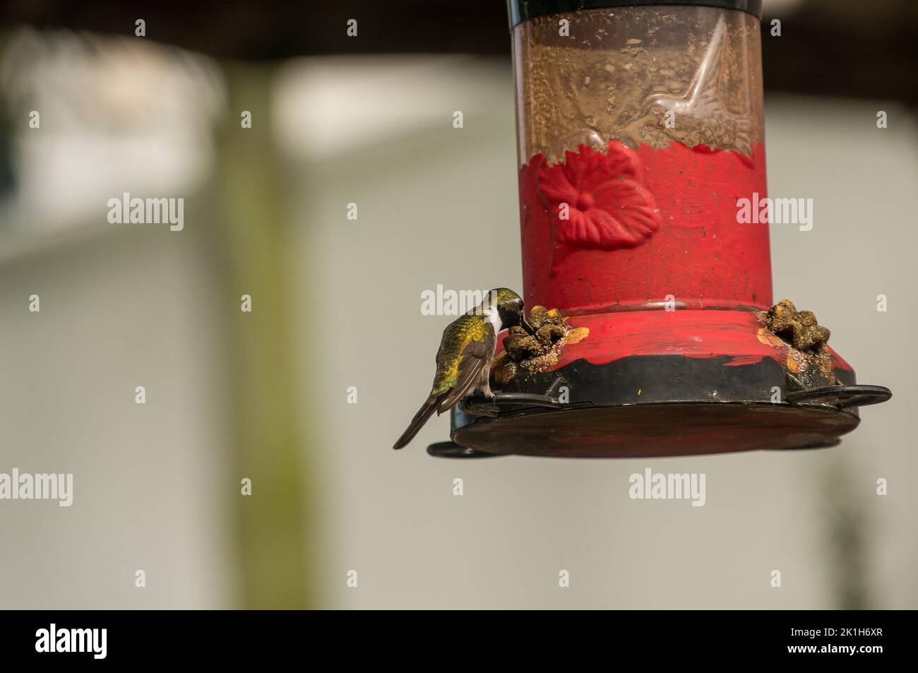 endangered hummingbird, the Mexico sheartail, in Yucatan, Mexico Stock ...