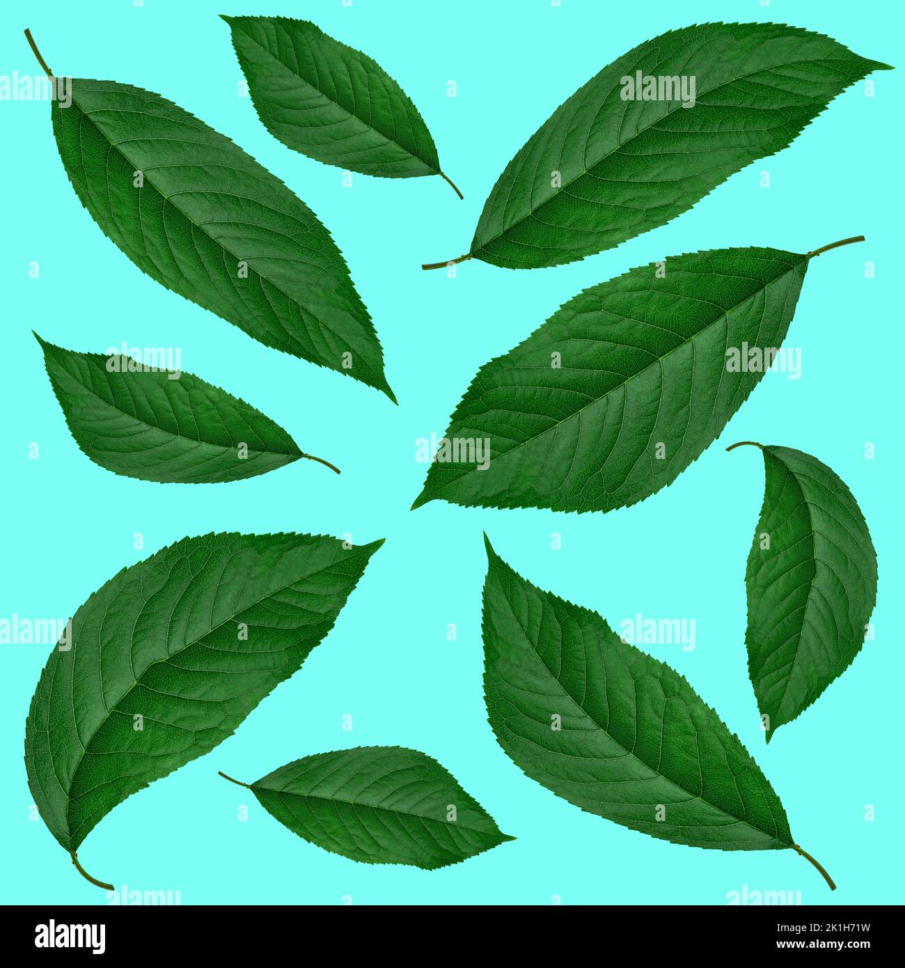 green leaves from cherries, on a blue background in isolation, collage ...