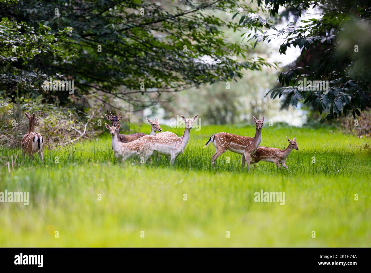 A mixed flock of european Fallow Deer Data data in a woodland ride on ...