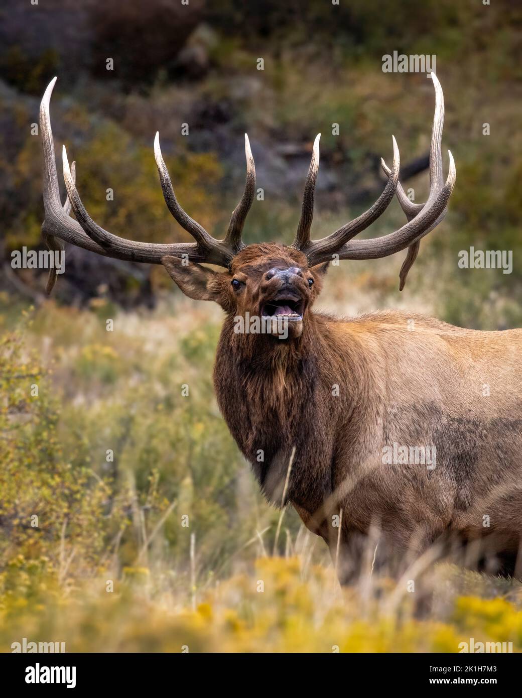 Bull elk (cervus canadensis) bugling during the fall rut breeding ...